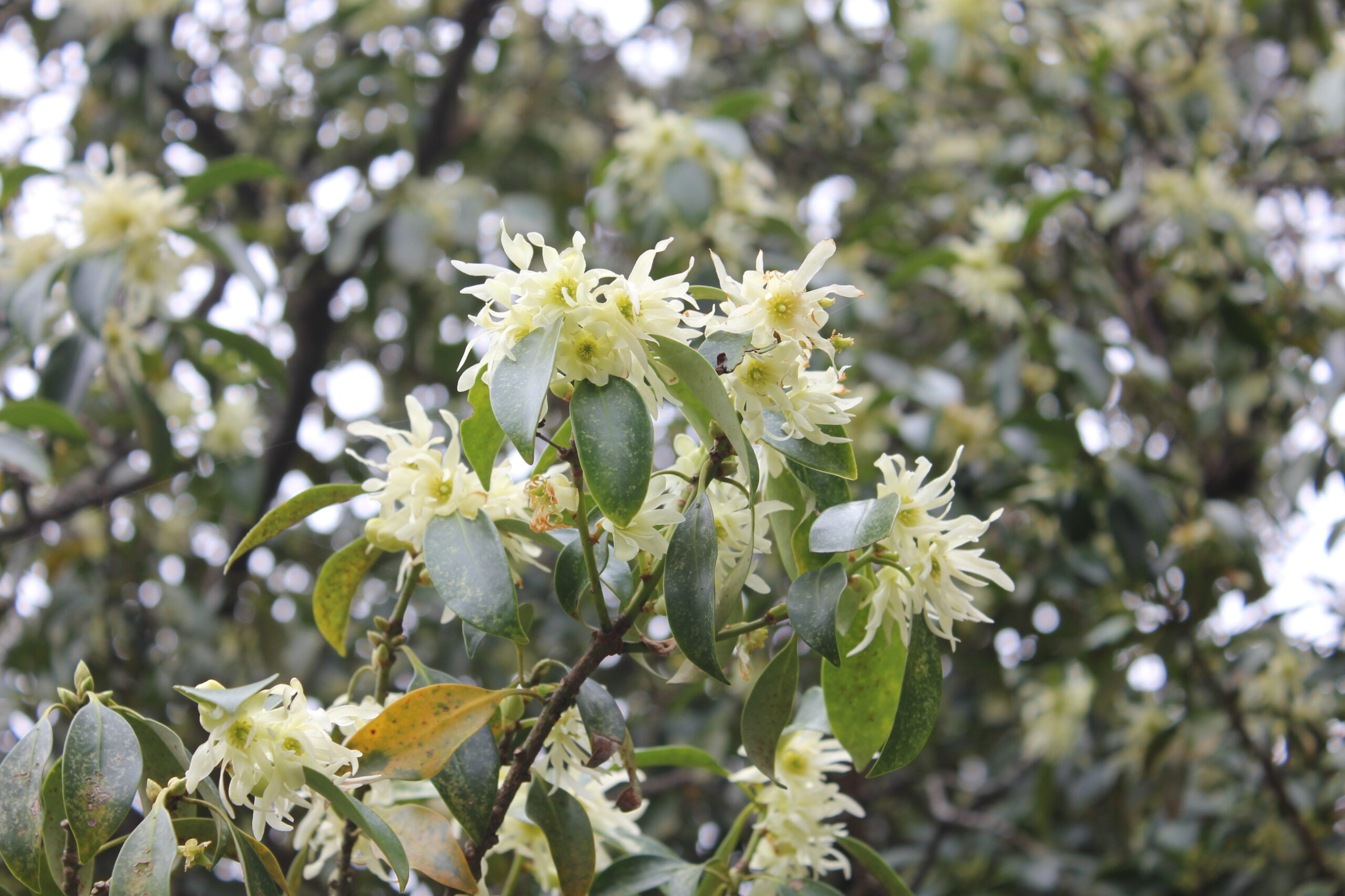 シキミ20220329toku｜スタッフブログ｜はままつフラワーパーク【公式サイト】