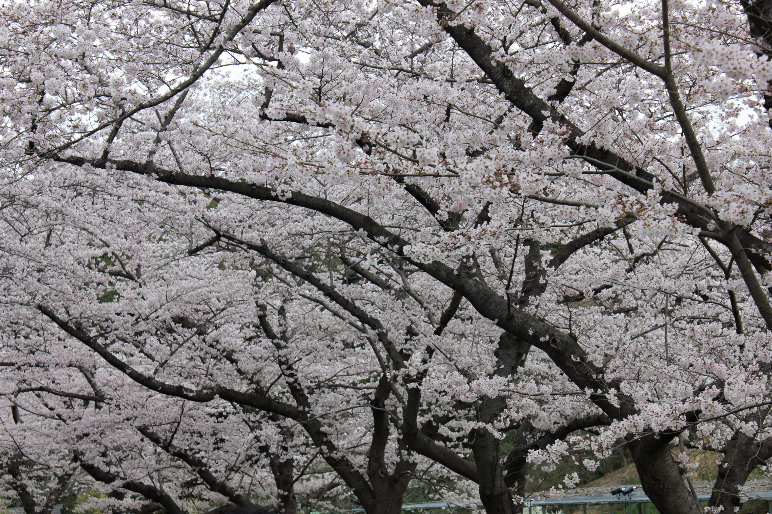 20220329toku1-2｜スタッフブログ｜はままつフラワーパーク【公式サイト】