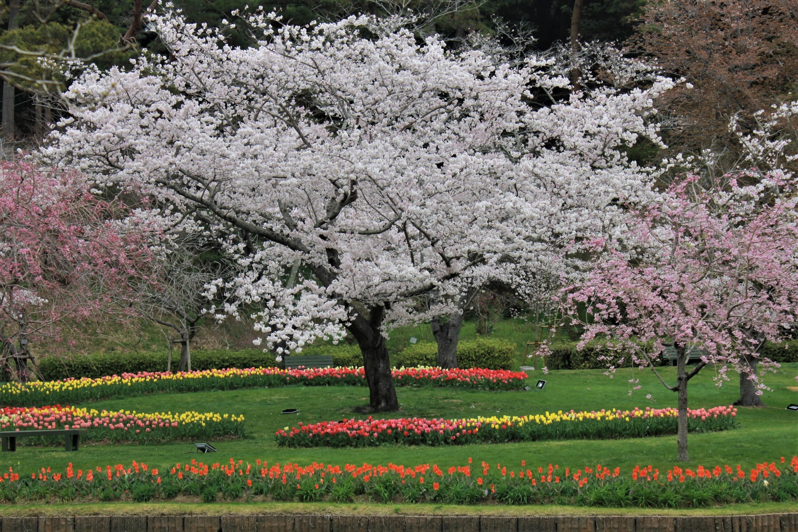 20220329toku3｜スタッフブログ｜はままつフラワーパーク【公式サイト】