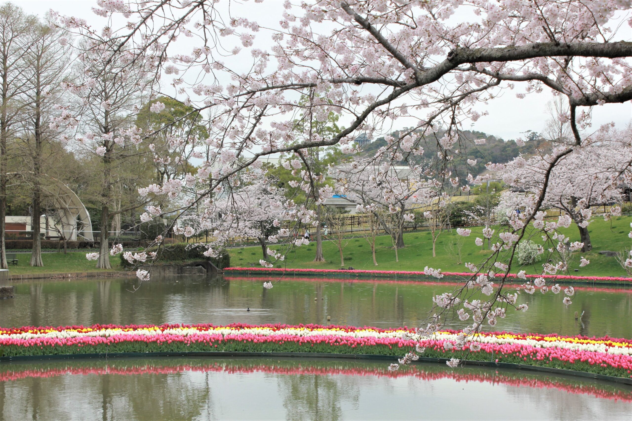 20220329toku4｜スタッフブログ｜はままつフラワーパーク【公式サイト】