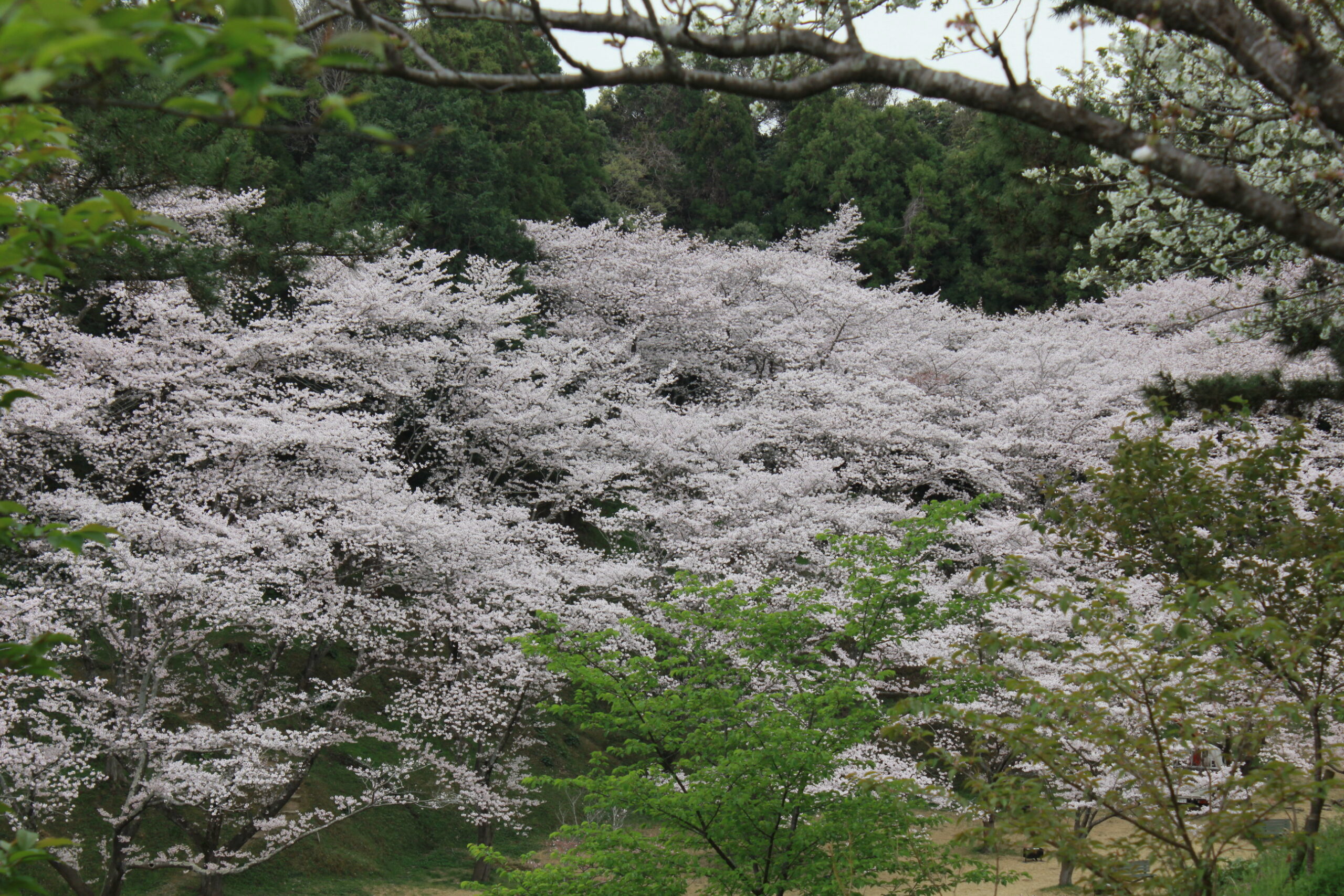20220329toku5｜スタッフブログ｜はままつフラワーパーク【公式サイト】